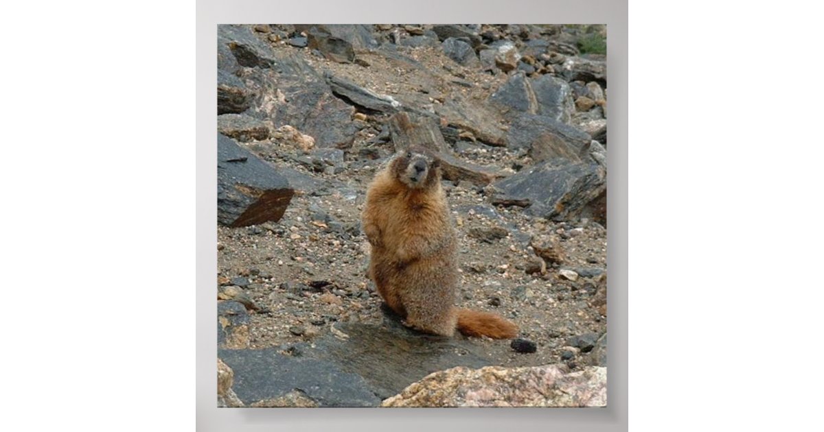 Yellow-Bellied Marmot Poster | Zazzle