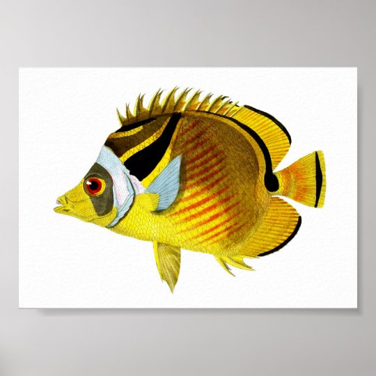 Yellow Black Tropical Fish Art Print no. 4 | Zazzle.com