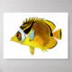 Yellow Black Tropical Fish Art Print no. 4 | Zazzle