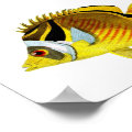 Yellow Black Tropical Fish Art Print no. 4 | Zazzle