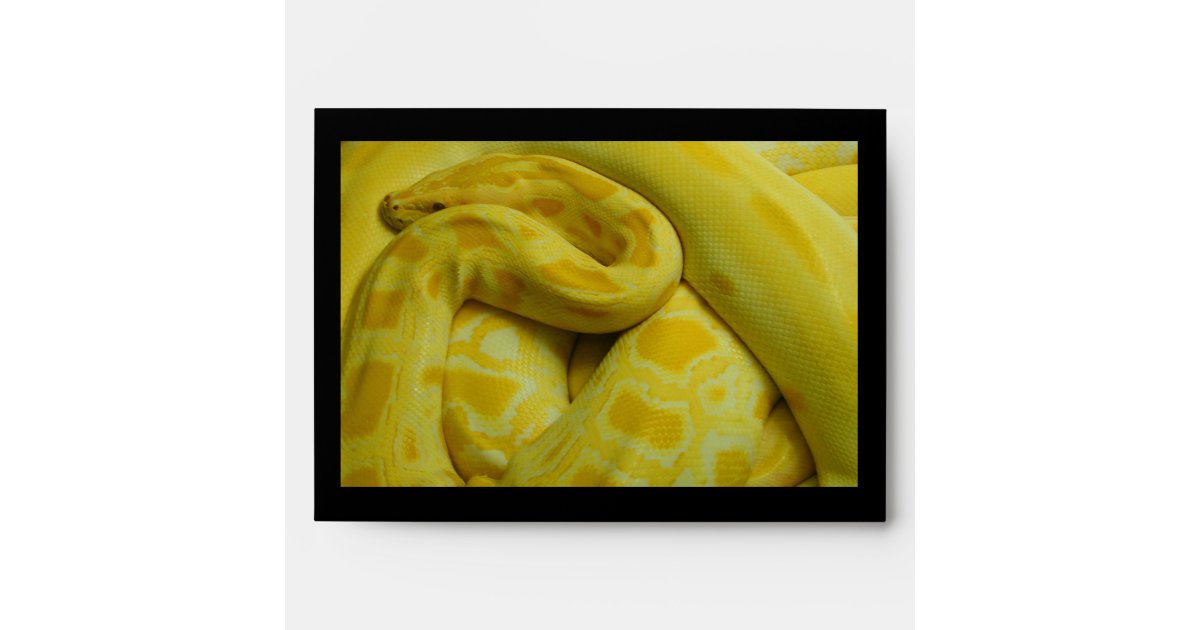 Yellow Burmese Python Envelope | Zazzle