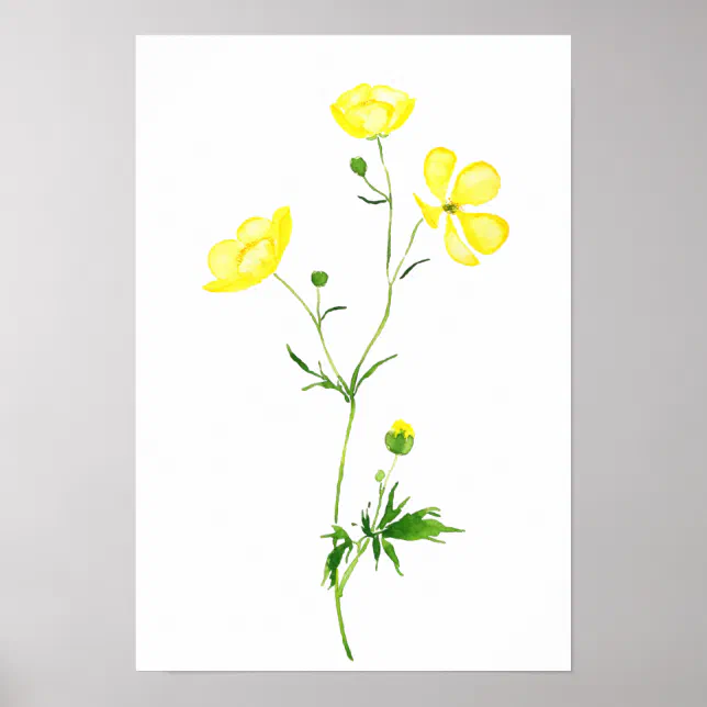 yellow buttercup flower watercolor poster | Zazzle