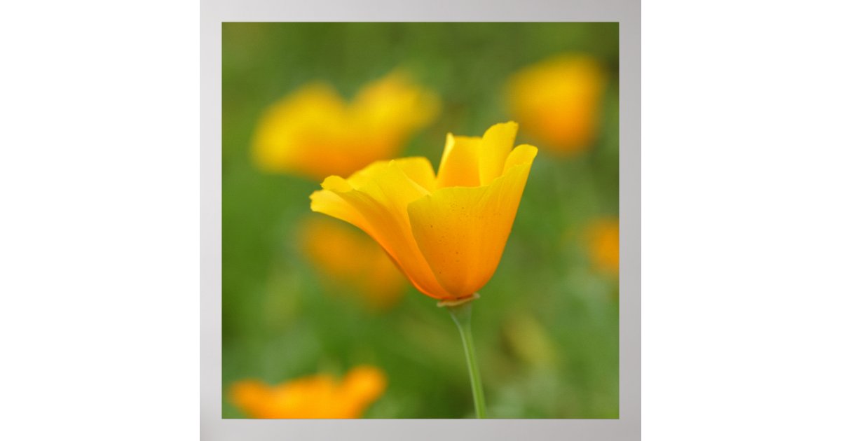 Yellow California Poppy Poster | Zazzle