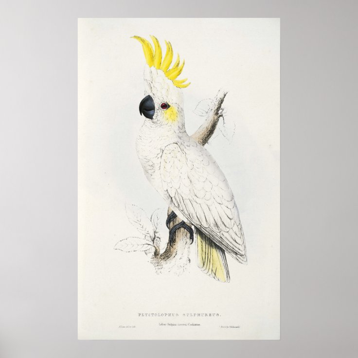 Yellow Crested Cockatoo Poster | Zazzle