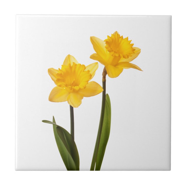 Yellow Daffodils on White - Daffodil Flower Blank Ceramic Tile | Zazzle