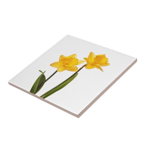 Yellow Daffodils on White - Daffodil Flower Blank Ceramic Tile | Zazzle