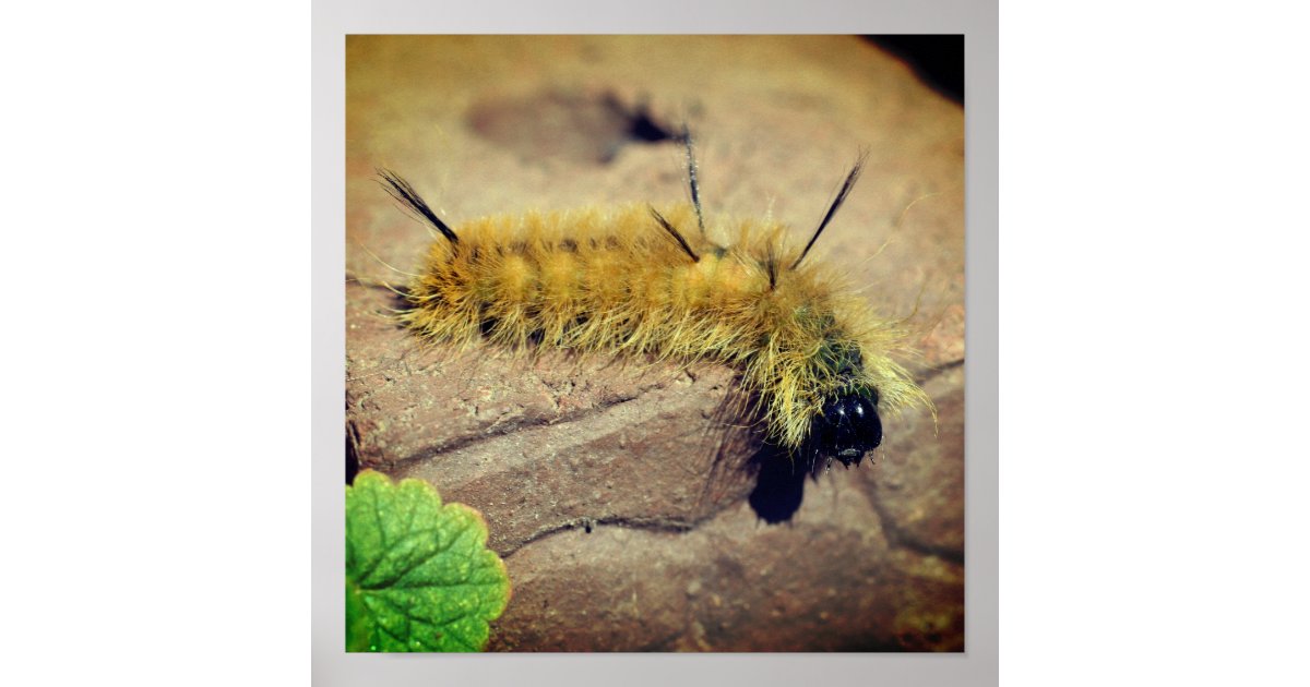 Yellow Dagger Moth Caterpillar Insect Poster | Zazzle