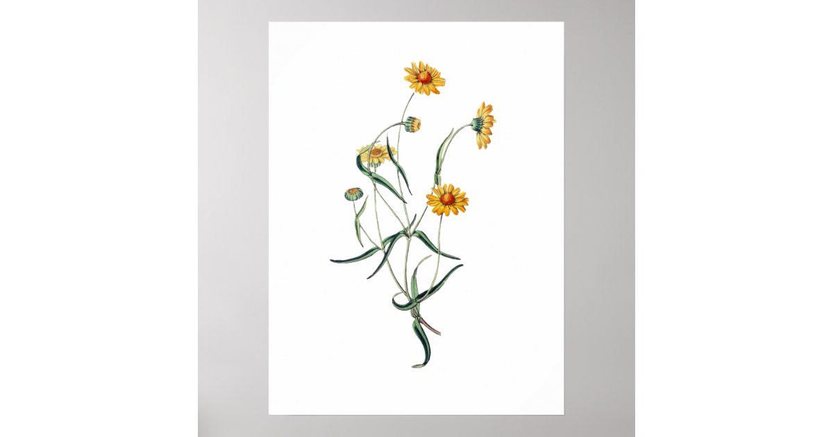Yellow Daisy Flower Vintage Botanical Illustration Poster | Zazzle