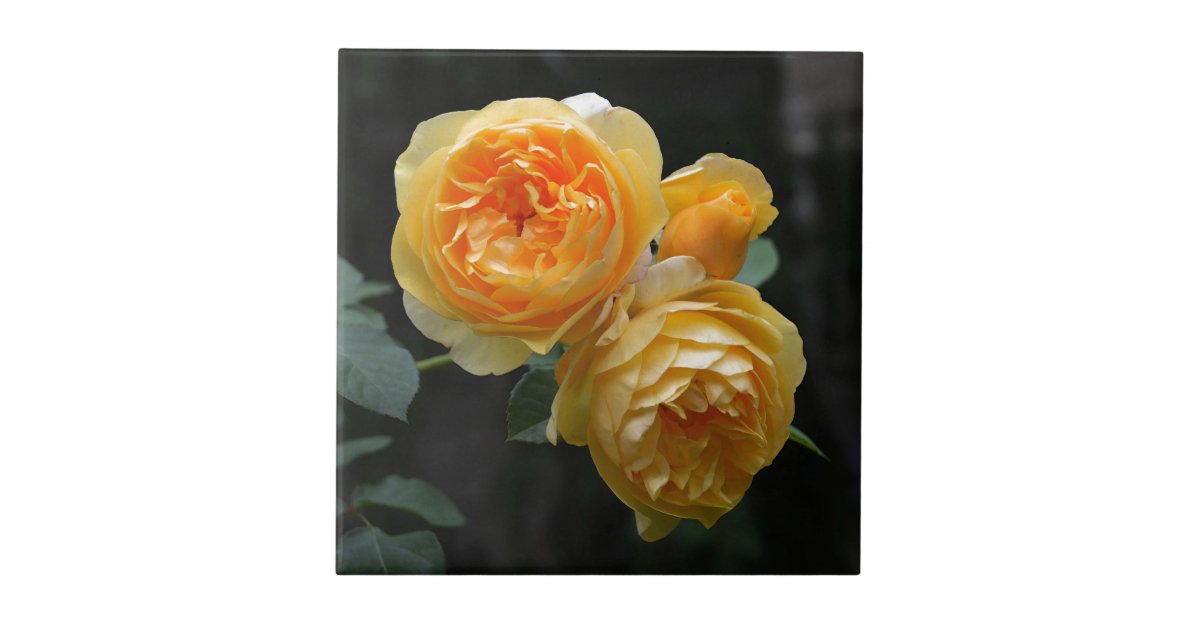 Yellow English Roses Tile | Zazzle