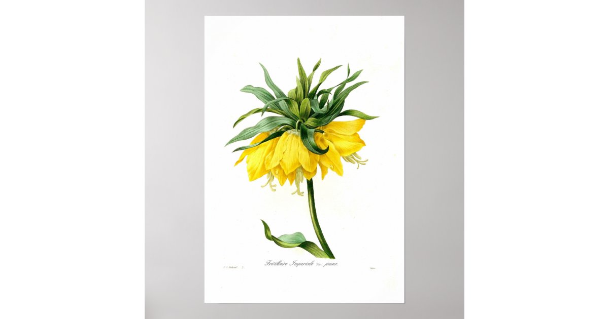 Yellow Fritillary Poster | Zazzle