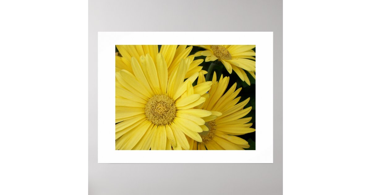 Yellow Gebera Daisies Poster | Zazzle