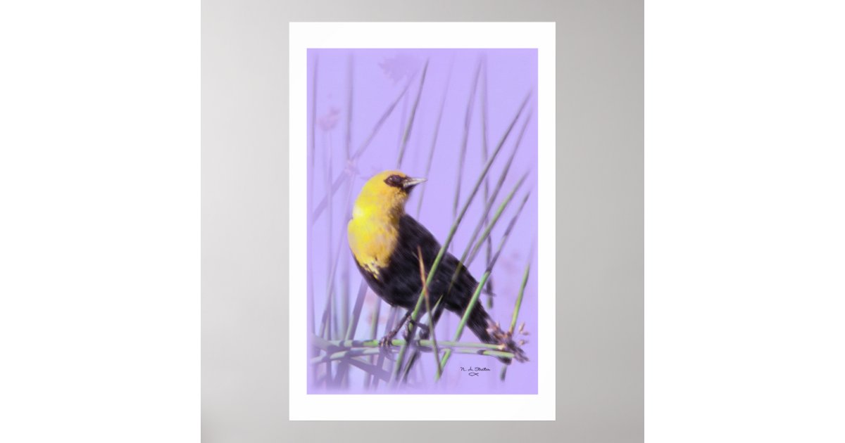Yellow-Headed Blackbird...Print. Poster | Zazzle