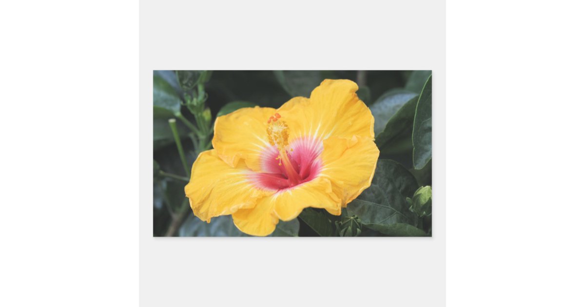 Yellow hibiscus rectangular sticker | Zazzle