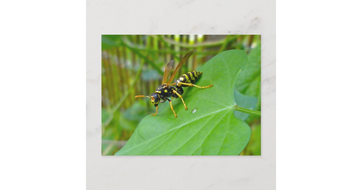 Yellow Jacket Postcard | Zazzle