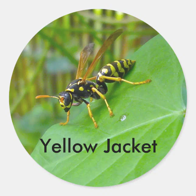 Yellow Jacket Stickers | Zazzle