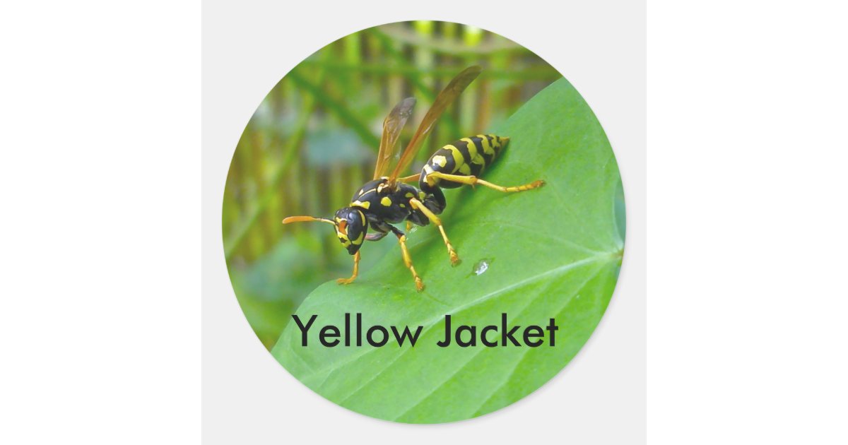 Yellow Jacket Stickers | Zazzle