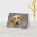 Yellow Lab Birthday Card by Focus for a Cause | Zazzle