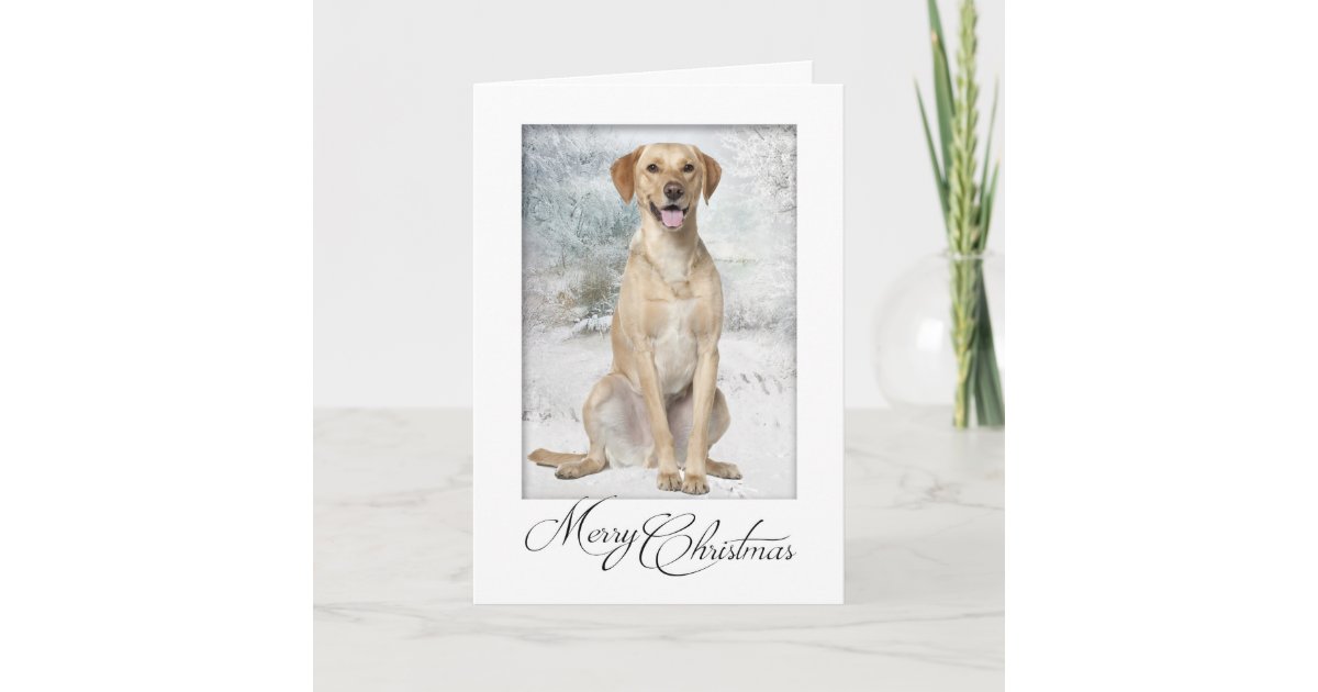 Yellow Lab Christmas Card | Zazzle