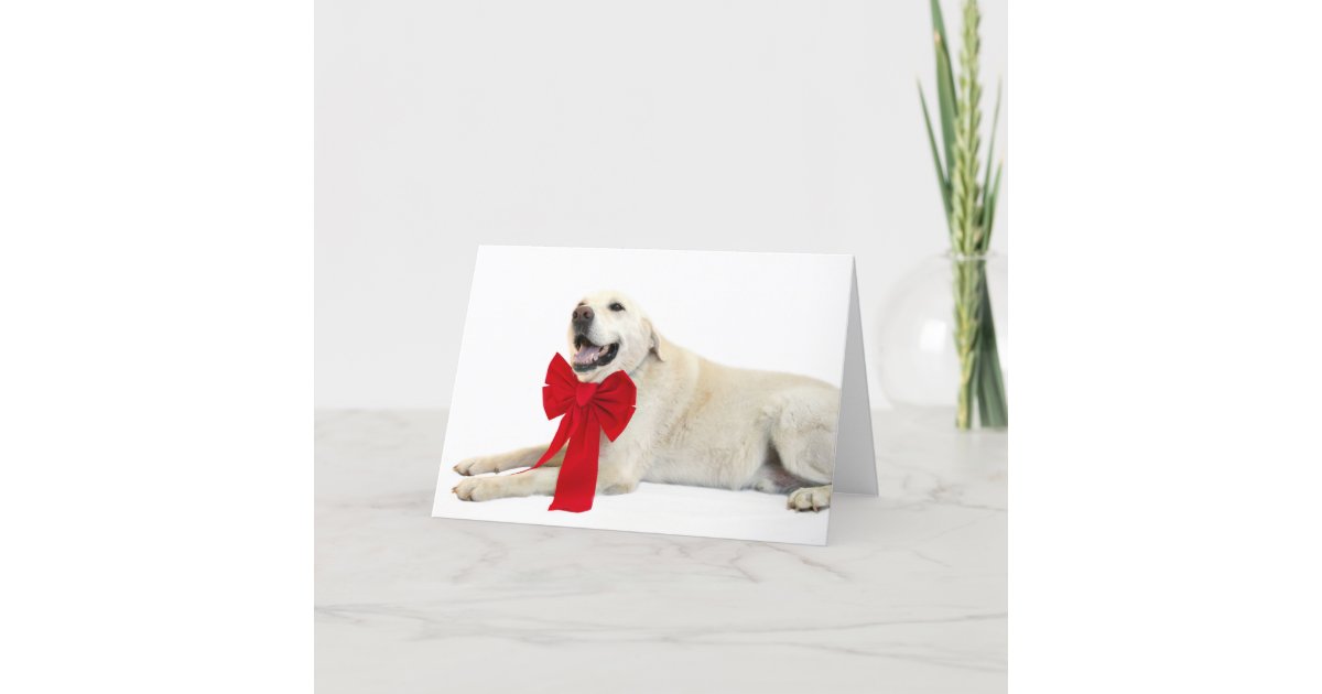 Yellow lab Christmas Holiday Card | Zazzle