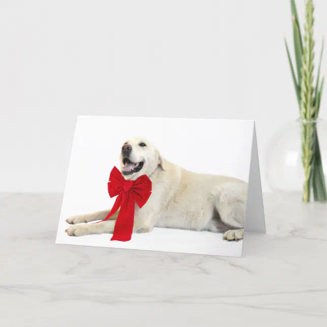 Yellow lab Christmas Holiday Card | Zazzle