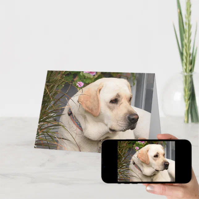 Yellow Lab Greeting Card | Zazzle