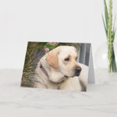 Yellow Lab Greeting Card | Zazzle