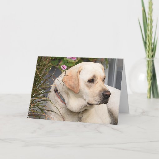 Yellow Lab Greeting Card | Zazzle