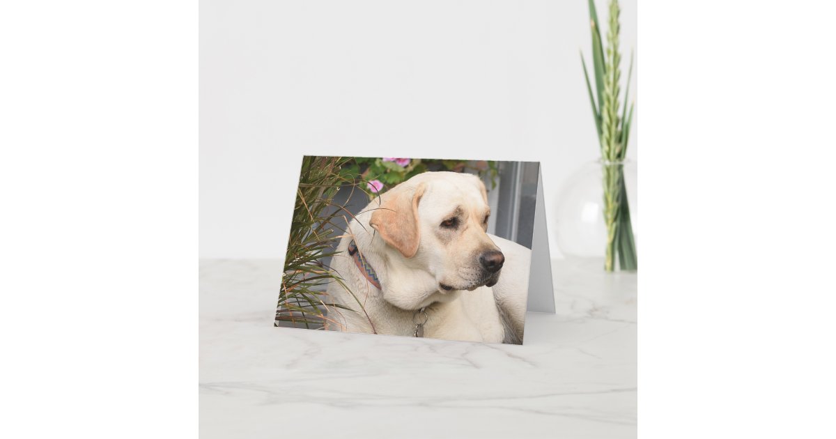 Yellow Lab Greeting Card | Zazzle