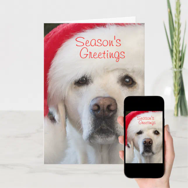Yellow lab in Santa hat Christmas card | Zazzle