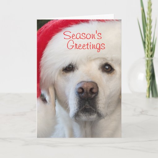 Yellow lab in Santa hat Christmas card | Zazzle