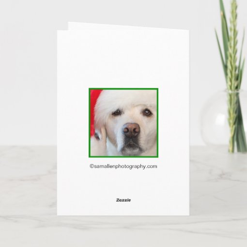 Yellow lab in Santa hat Christmas card | Zazzle