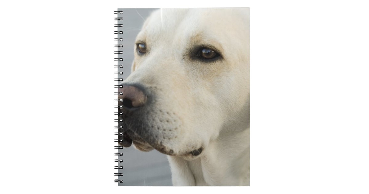Yellow Lab Notebook | Zazzle