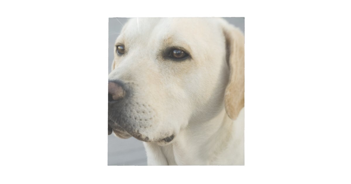 Yellow Lab Notepad | Zazzle