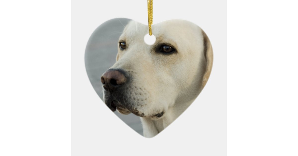 Yellow Lab Ornament | Zazzle