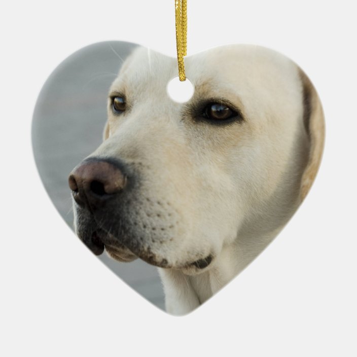 Yellow Lab Ornament | Zazzle.com