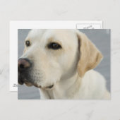 Yellow Lab Postcard | Zazzle