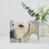 Yellow Lab Postcard | Zazzle