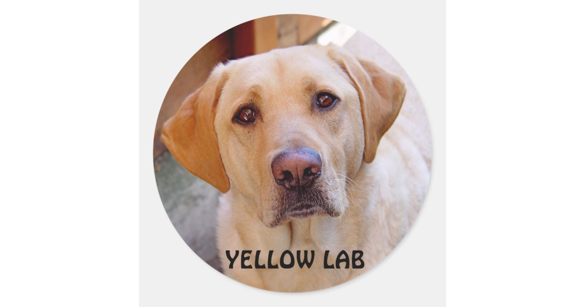 Yellow Lab Sticker | Zazzle