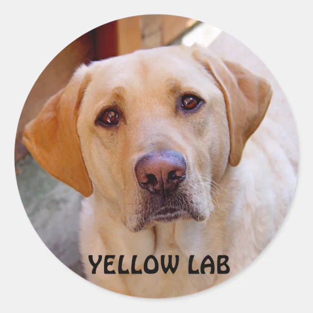 Yellow Lab Sticker | Zazzle