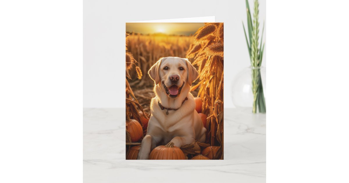 Yellow Lab Thanksgiving Holiday Card | Zazzle