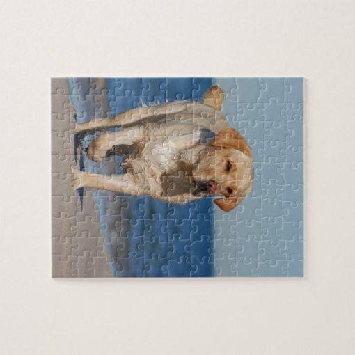 Yellow labrador retriever on the beach jigsaw puzzle | Zazzle