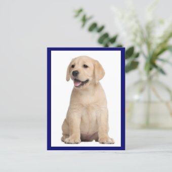 Yellow Labrador Retriever Puppy Dog Postcard | Zazzle