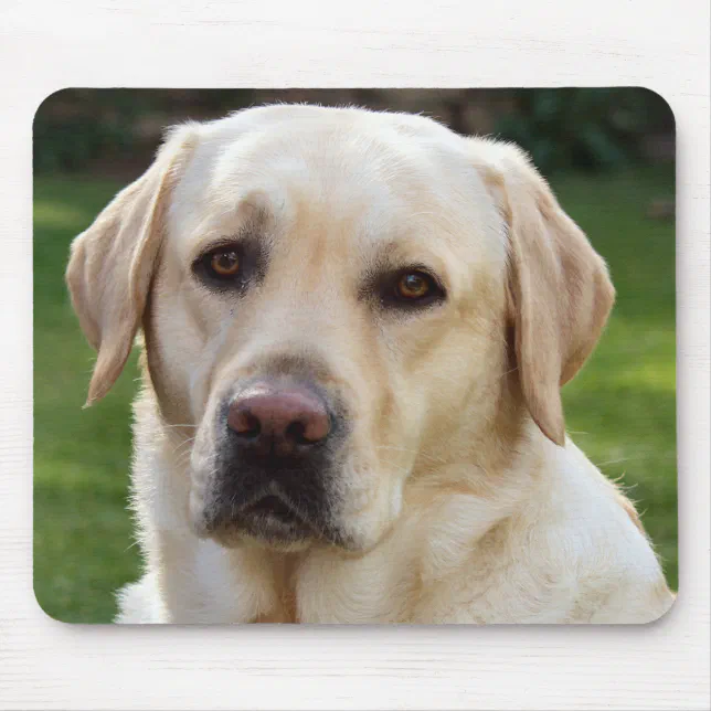 Yellow Labrador Retriever Puppy Dog - Yellow Lab Mouse Pad | Zazzle
