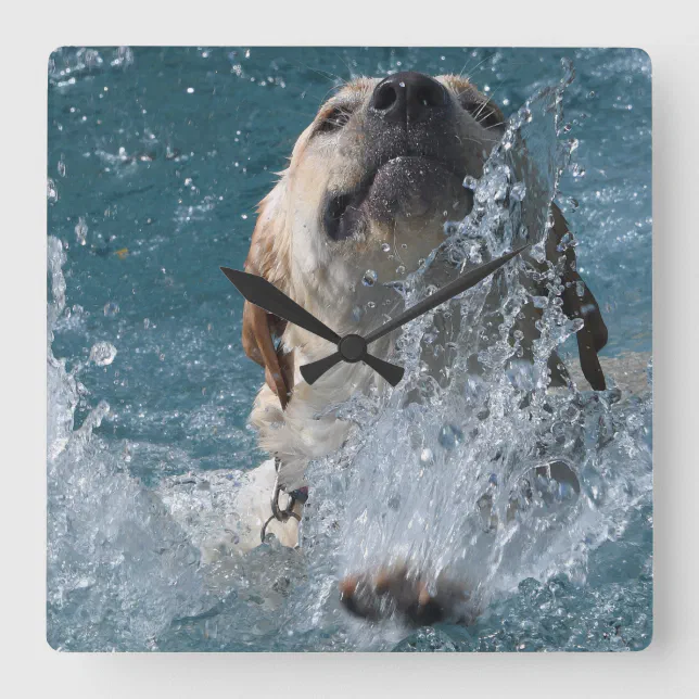 Yellow Labrador Retriever Water Dog Square Wall Clock | Zazzle