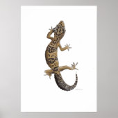 Yellow leopard gecko poster | Zazzle