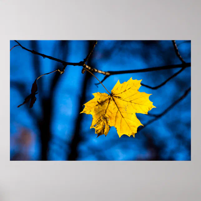 Yellow Maple Leaf On Blue Poster | Zazzle