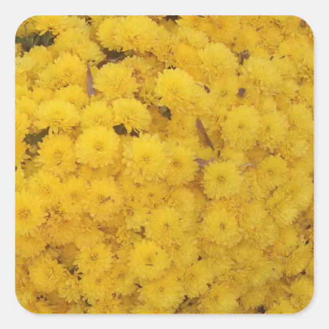 "Yellow Mums" Sticker | Zazzle