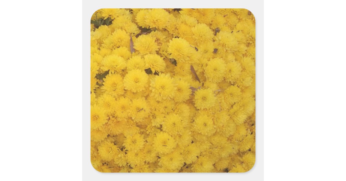 "Yellow Mums" Sticker | Zazzle
