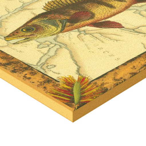 Yellow Perch on Map Canvas Print | Zazzle
