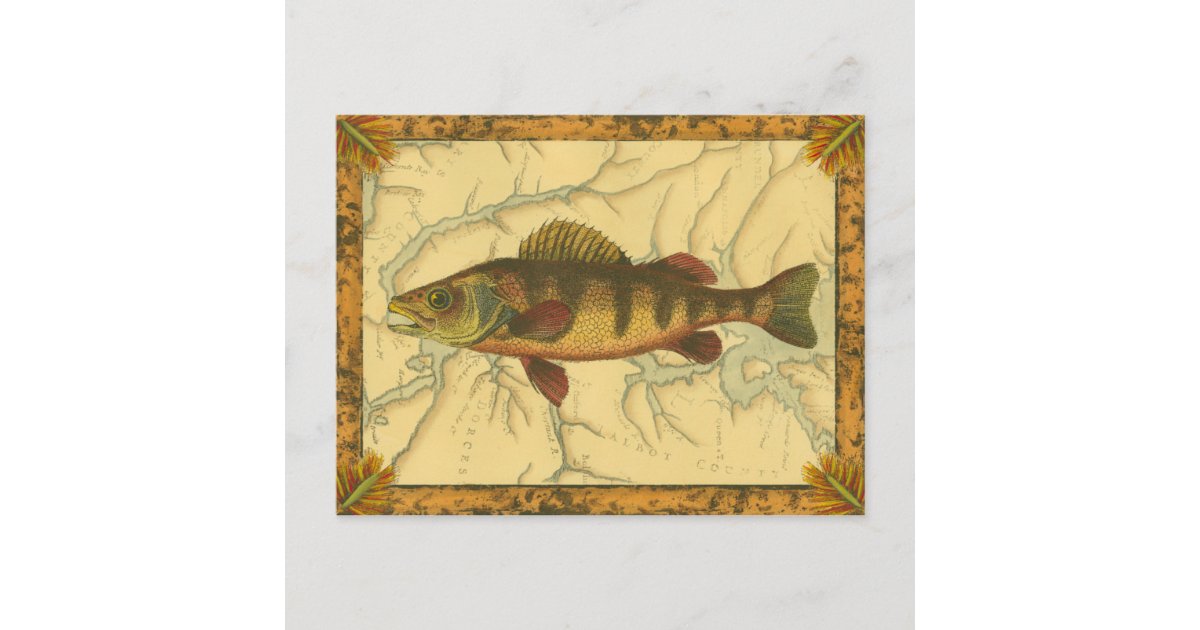 Yellow Perch on Map Postcard | Zazzle